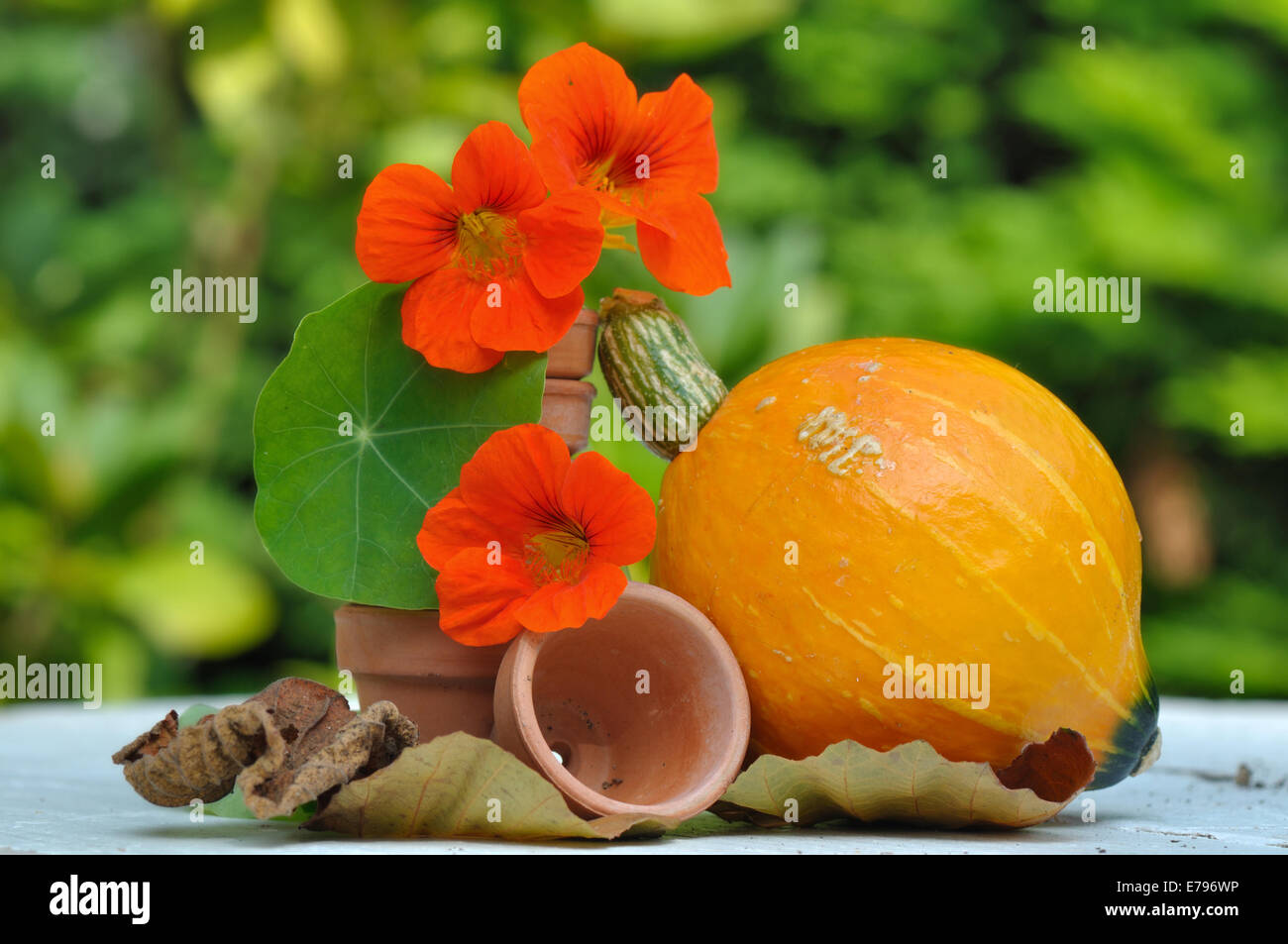 nasturtium and pumpkin with small flower pot and dry leaves Stock Photo ...