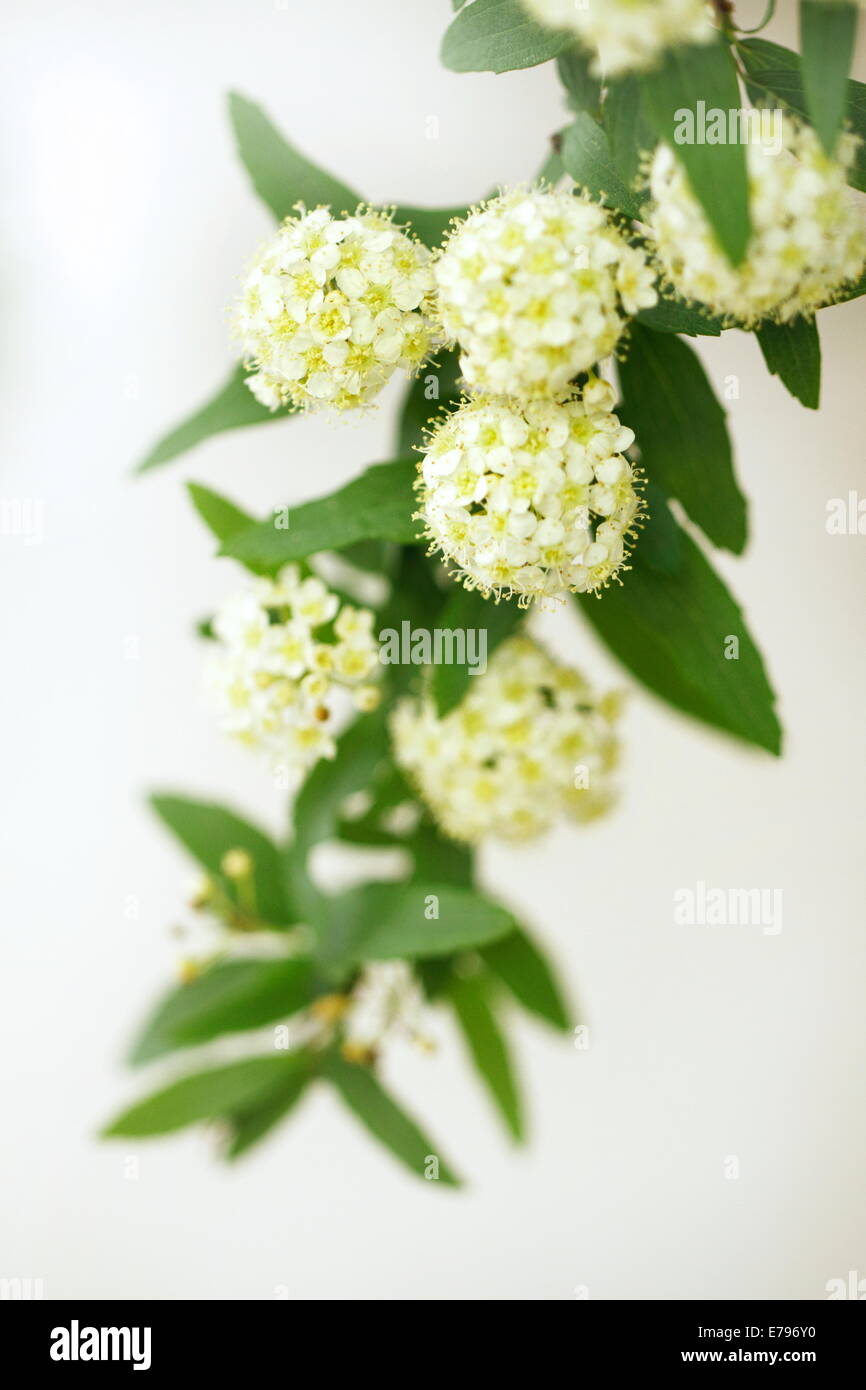 Reeves spirea hi-res stock photography and images - Alamy