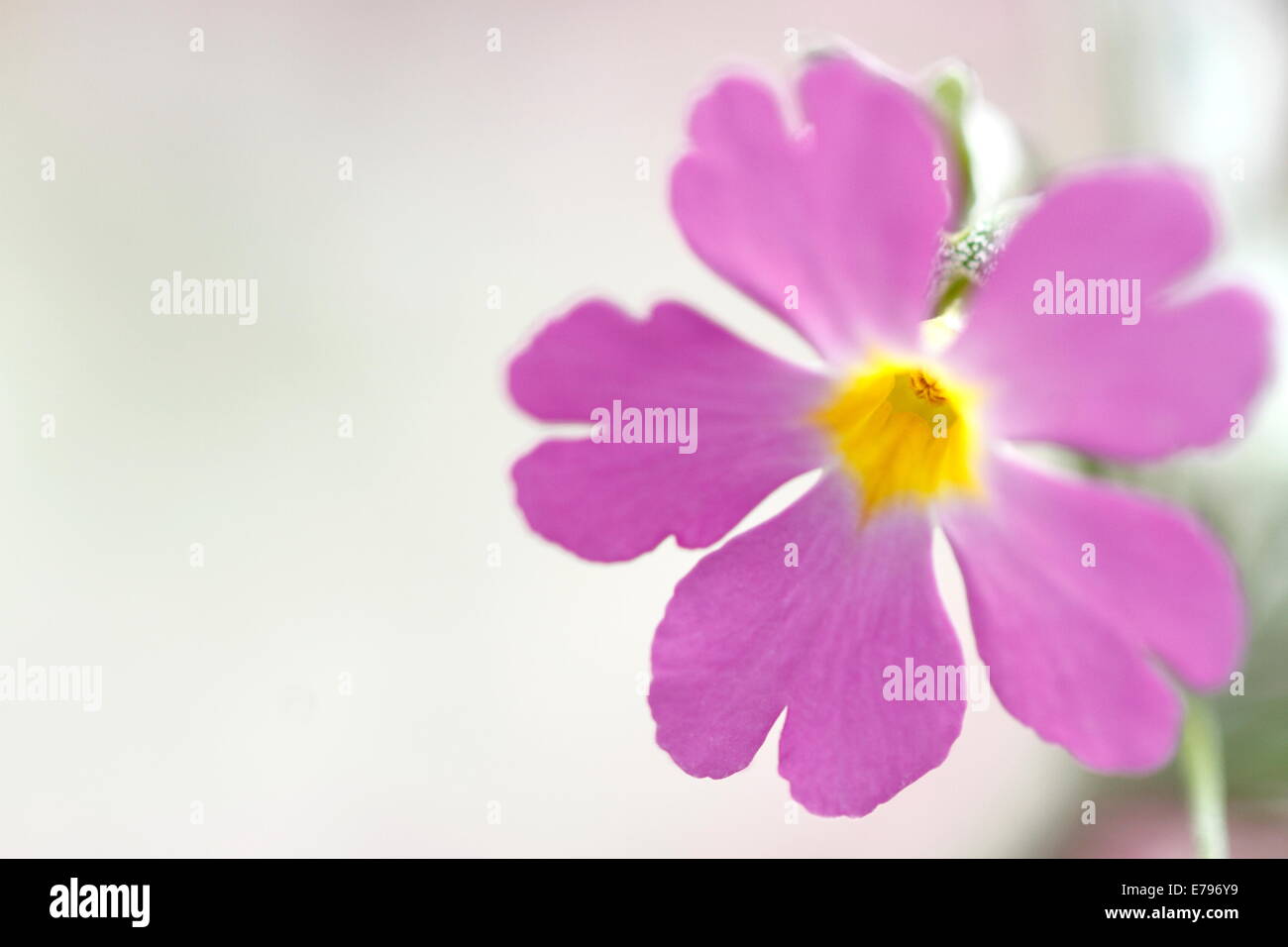 Japanese primrose primula sieboldii hi-res stock photography and images ...