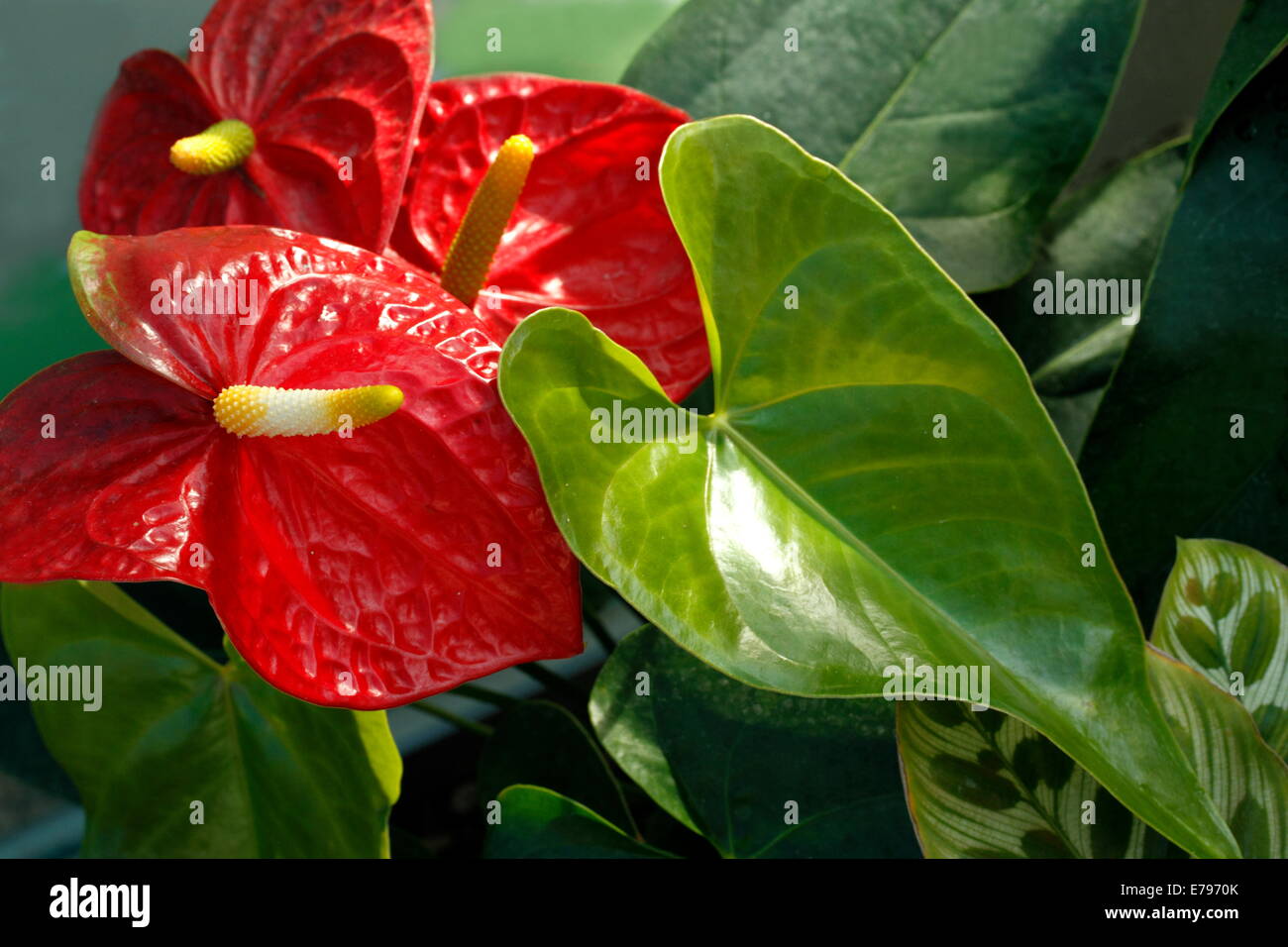 Vivid red flamingo hi-res stock photography and images - Alamy