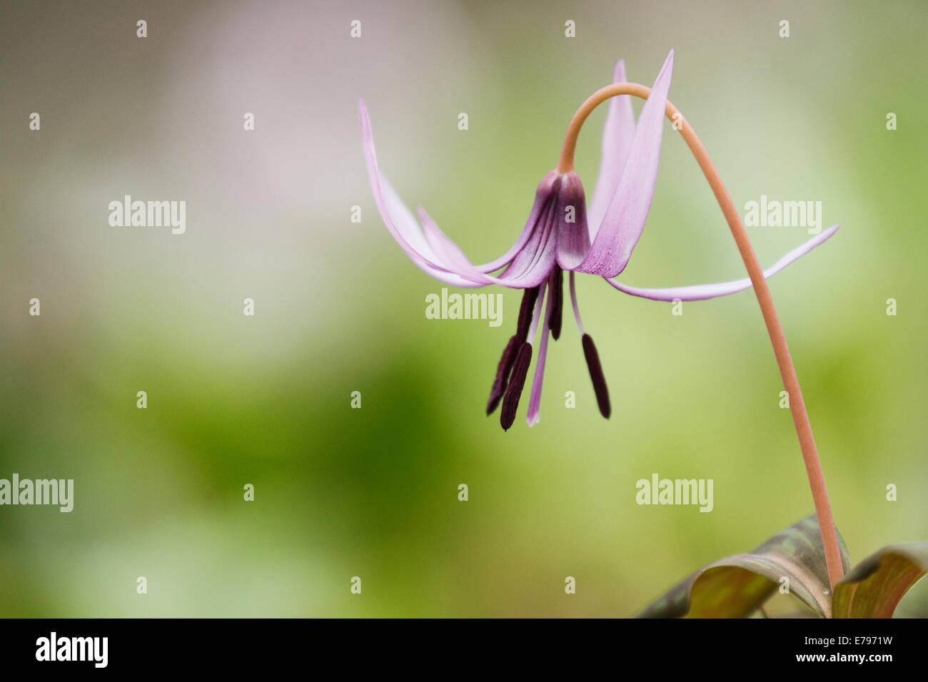 Japanese dog tooth violet Stock Photo - Alamy