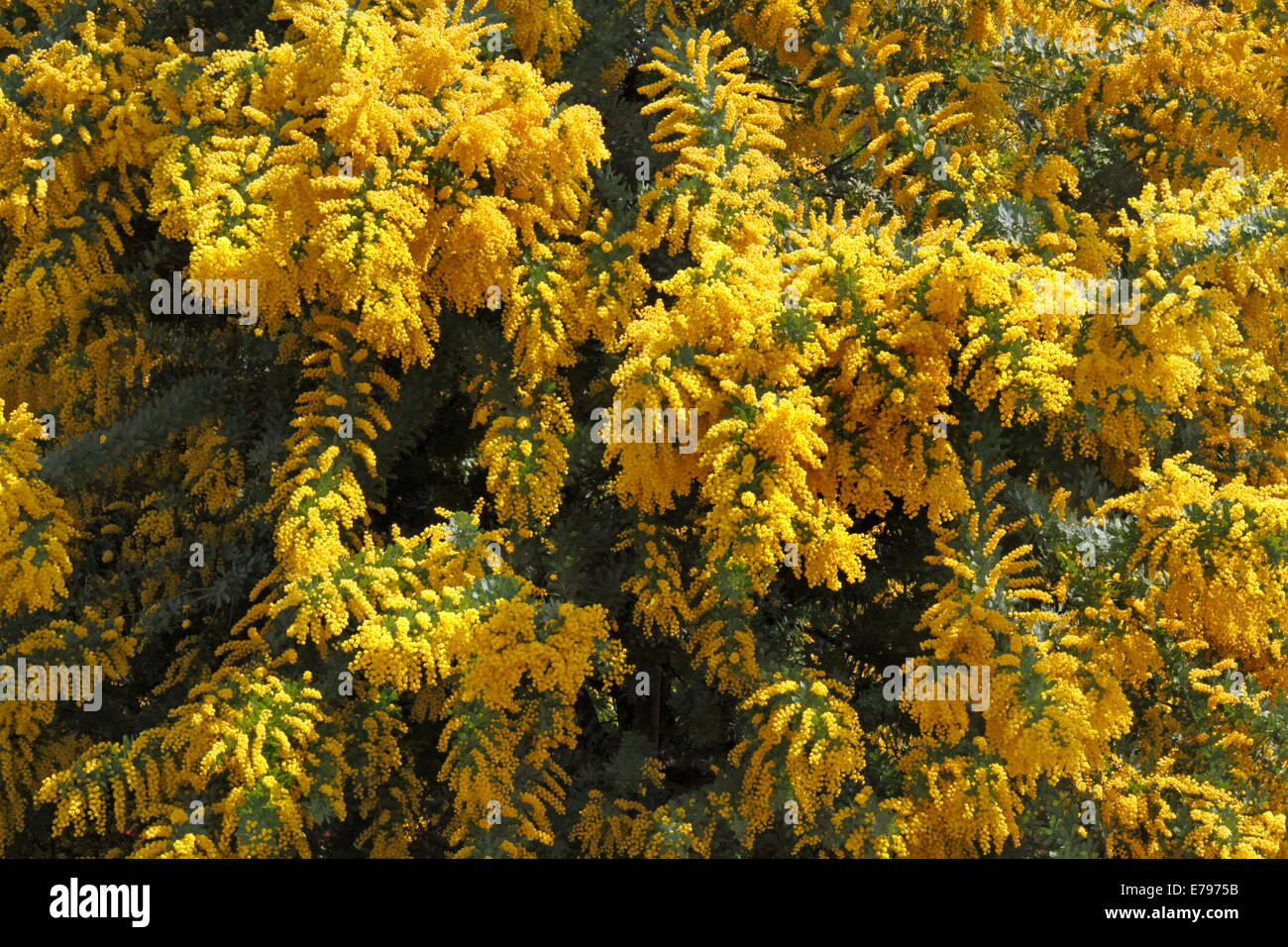 Mimosa japan hi-res stock photography and images - Alamy