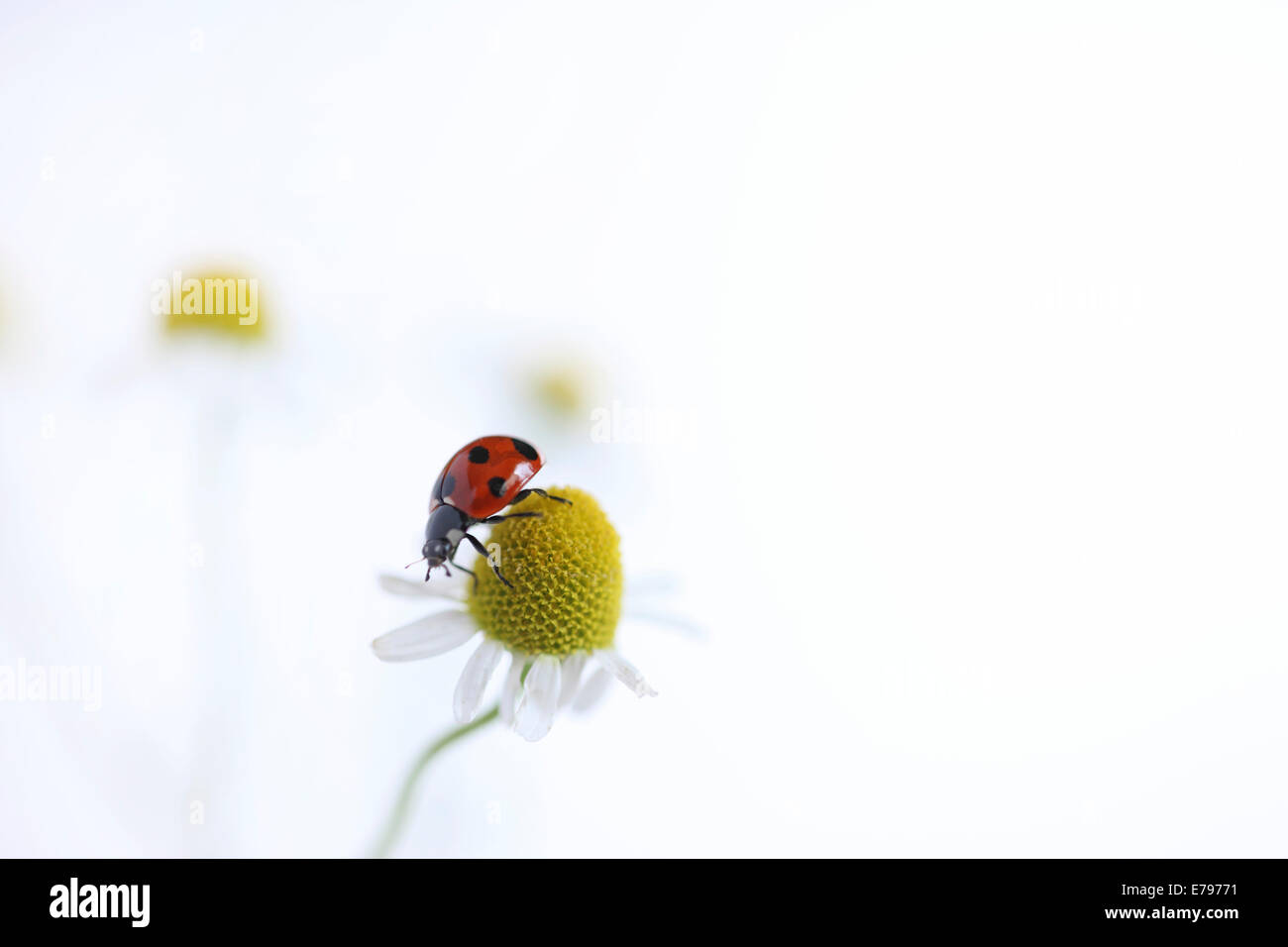 Ladybug on Daisy Stock Photo - Alamy