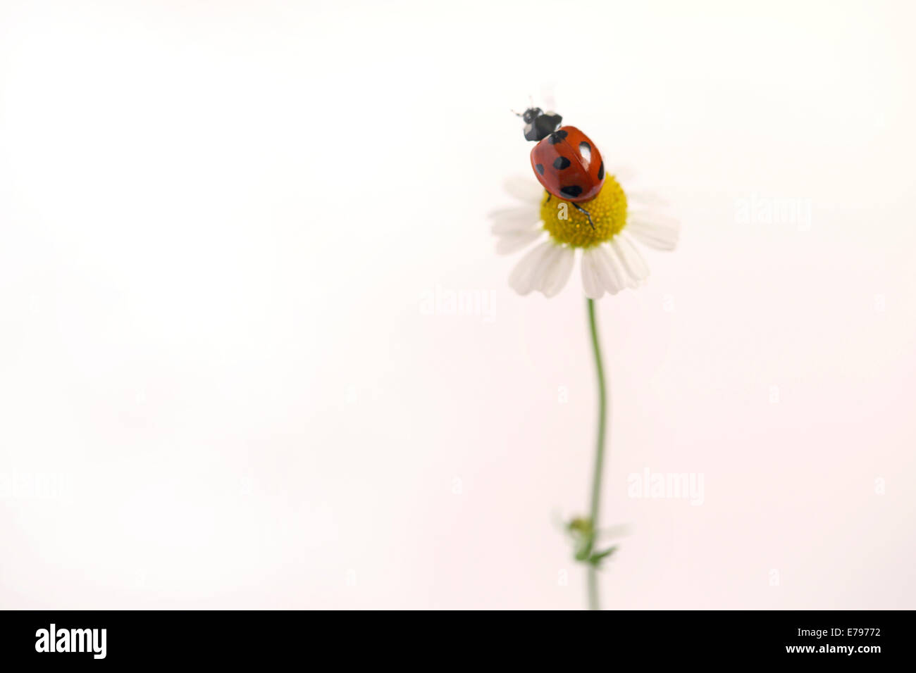 Ladybug on Daisy Stock Photo - Alamy