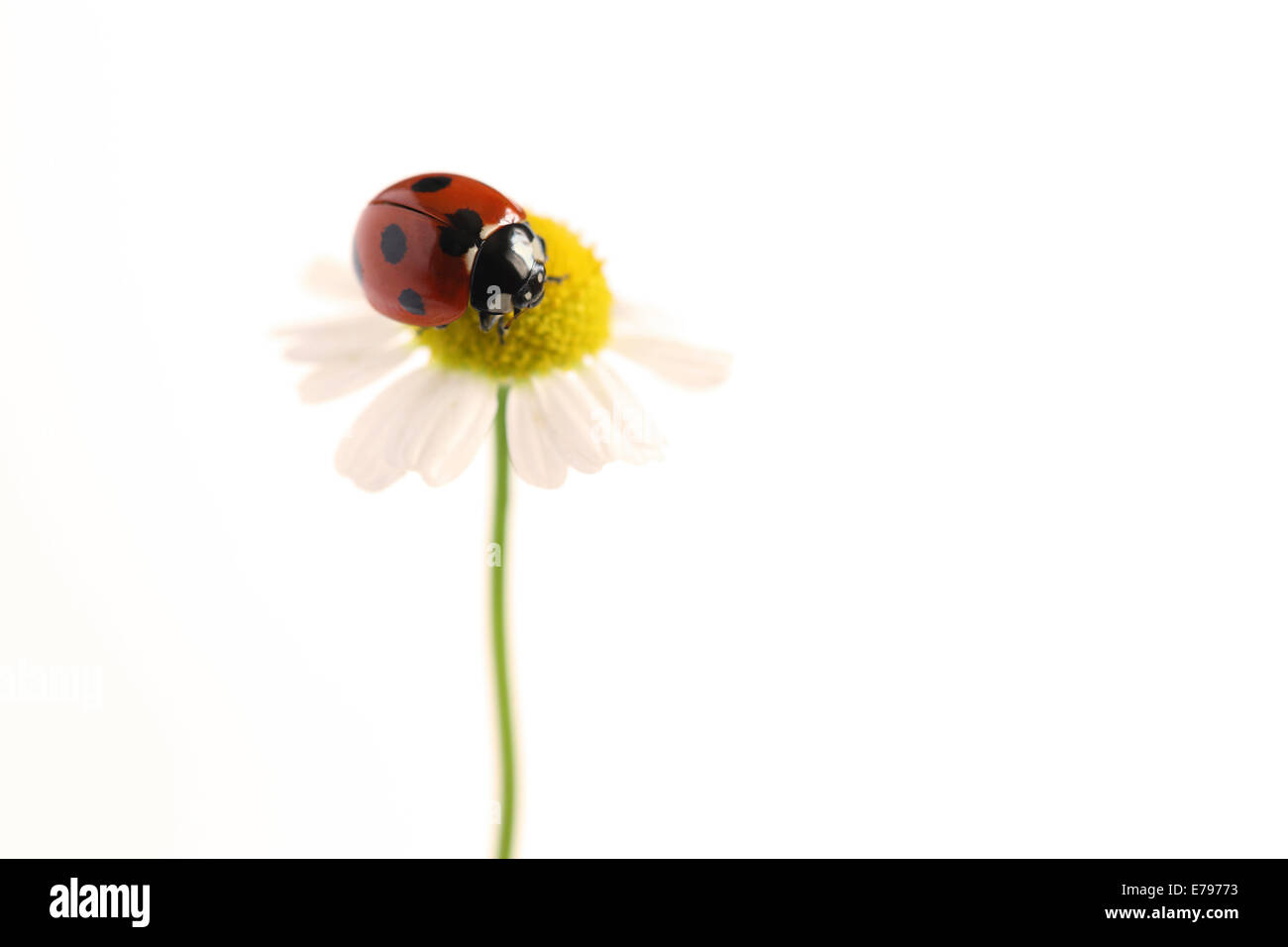Ladybug on Daisy Stock Photo - Alamy