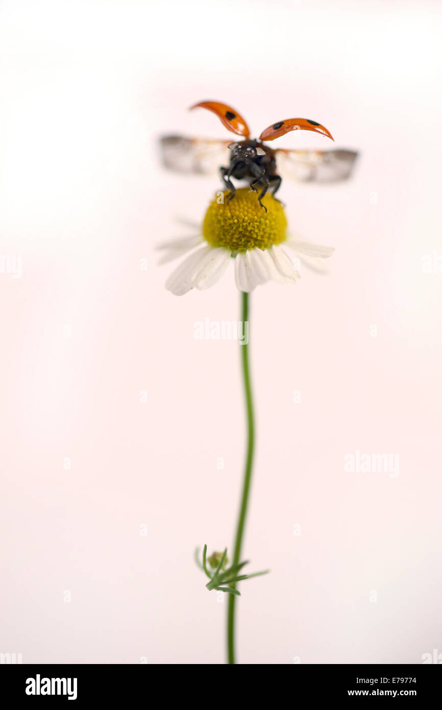 Ladybug on Daisy Stock Photo - Alamy