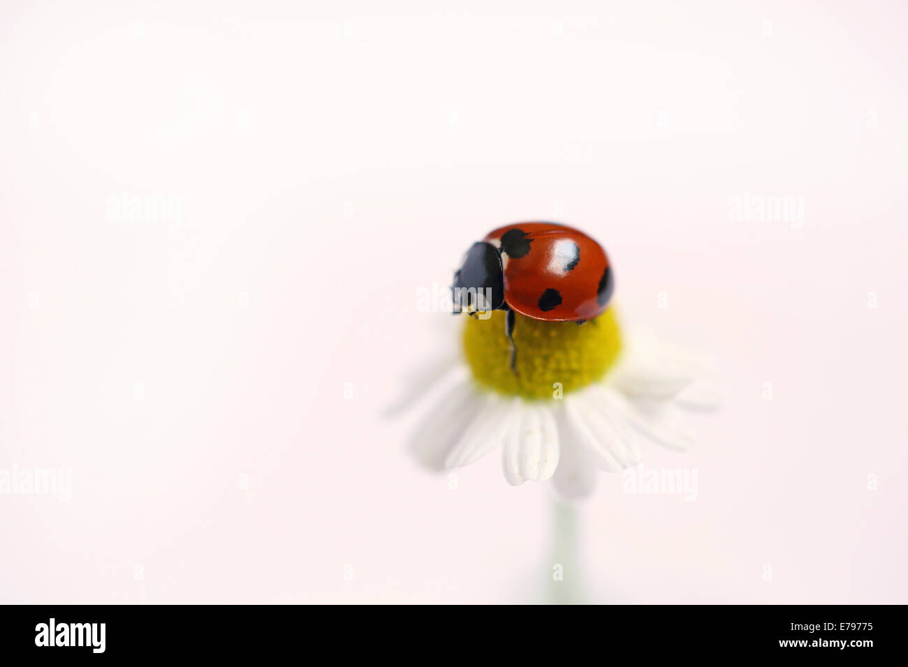 Ladybug on Daisy Stock Photo - Alamy