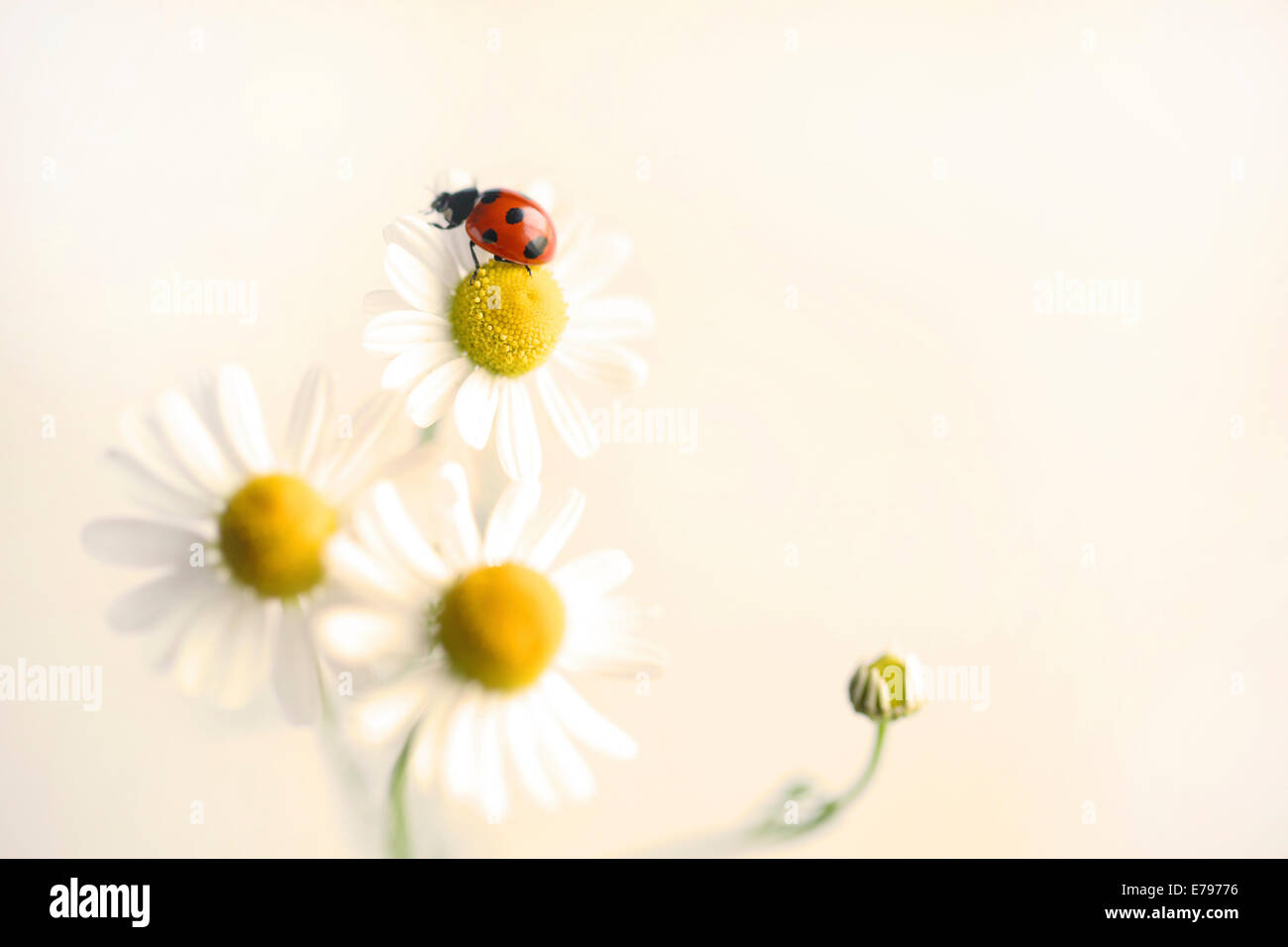 Ladybug on Daisy Stock Photo - Alamy