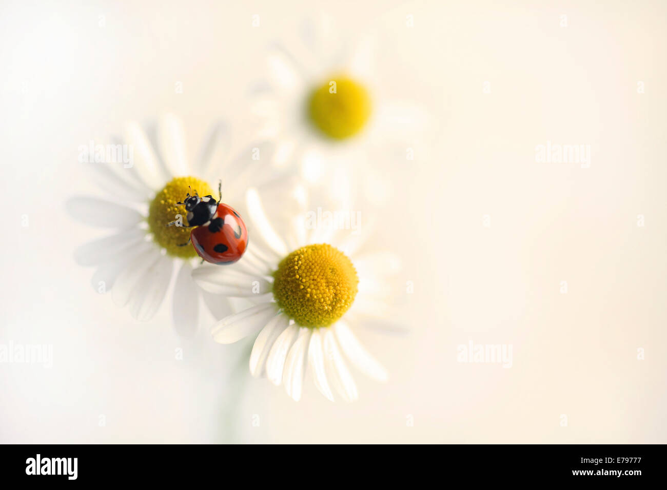 Ladybug on Daisy Stock Photo - Alamy