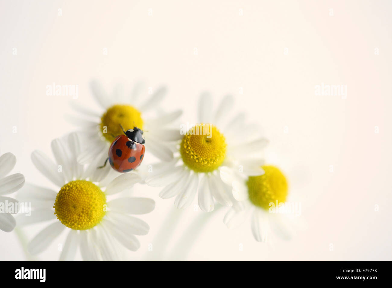 Ladybug on Daisy Stock Photo - Alamy