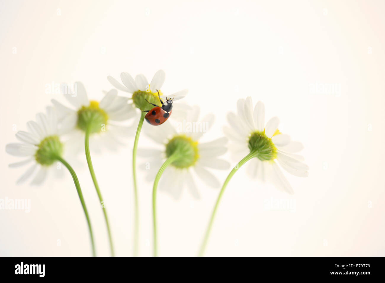 Ladybug on Daisy Stock Photo - Alamy