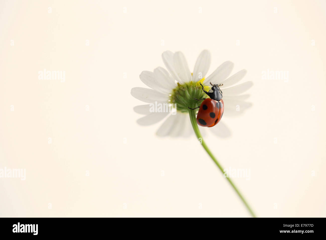 Ladybug on Daisy Stock Photo - Alamy
