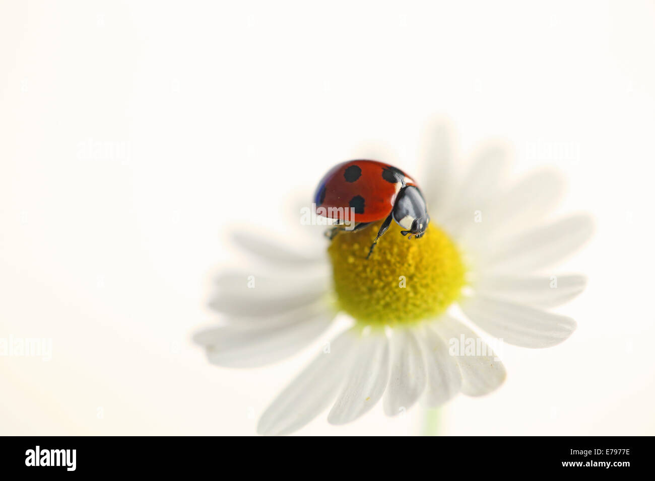Ladybug on Daisy Stock Photo - Alamy