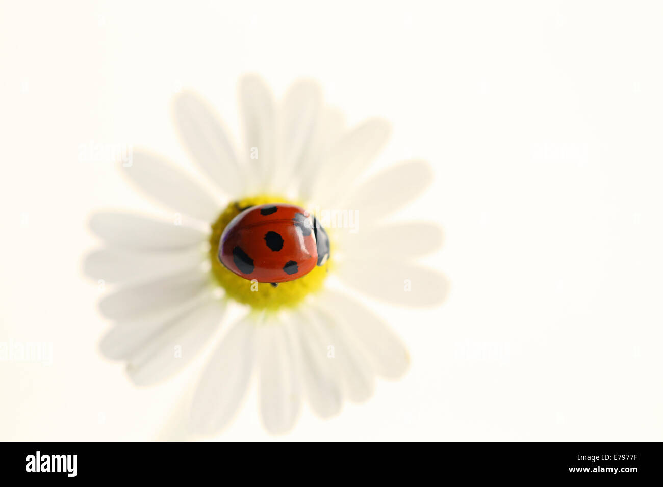 Ladybug on Daisy Stock Photo - Alamy