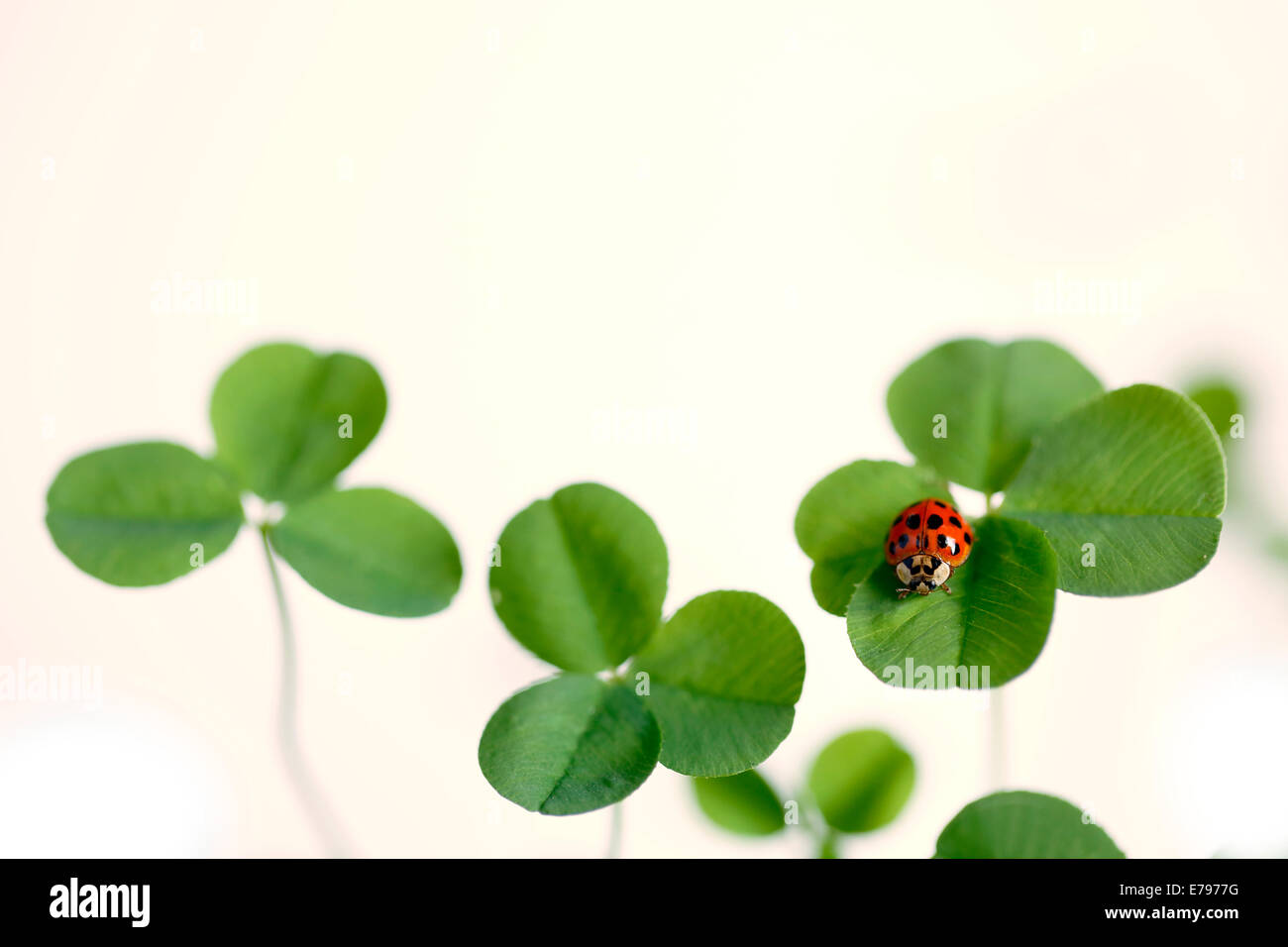 Ladybug on clover Cut Out Stock Images & Pictures - Alamy
