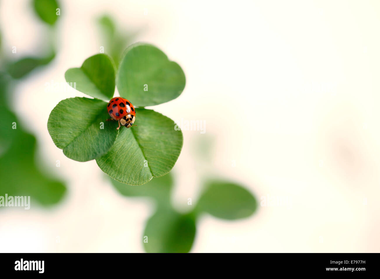 Ladybug on clover Stock Photo - Alamy