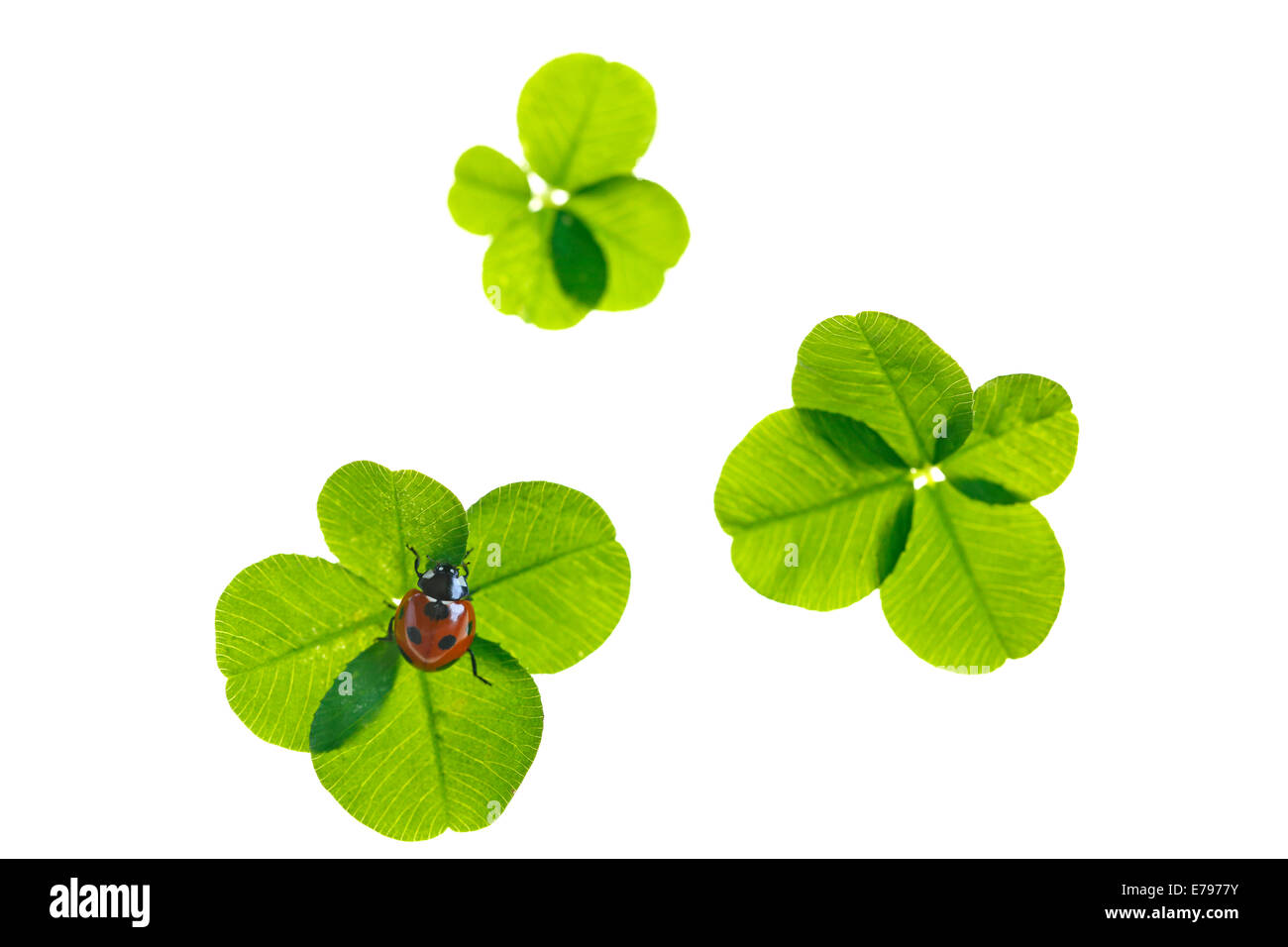 Ladybug on clover Stock Photo - Alamy
