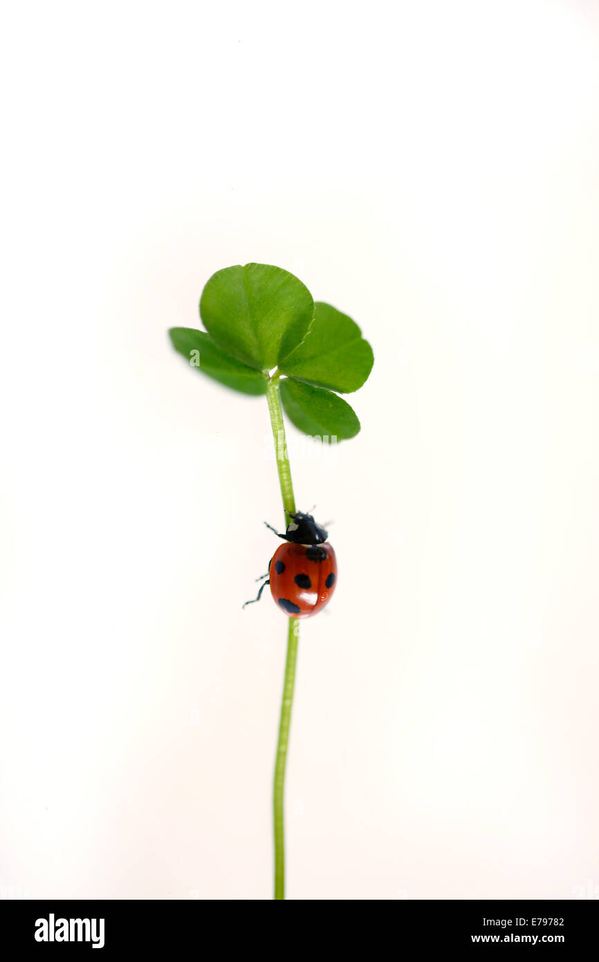 Ladybug on clover Stock Photo - Alamy