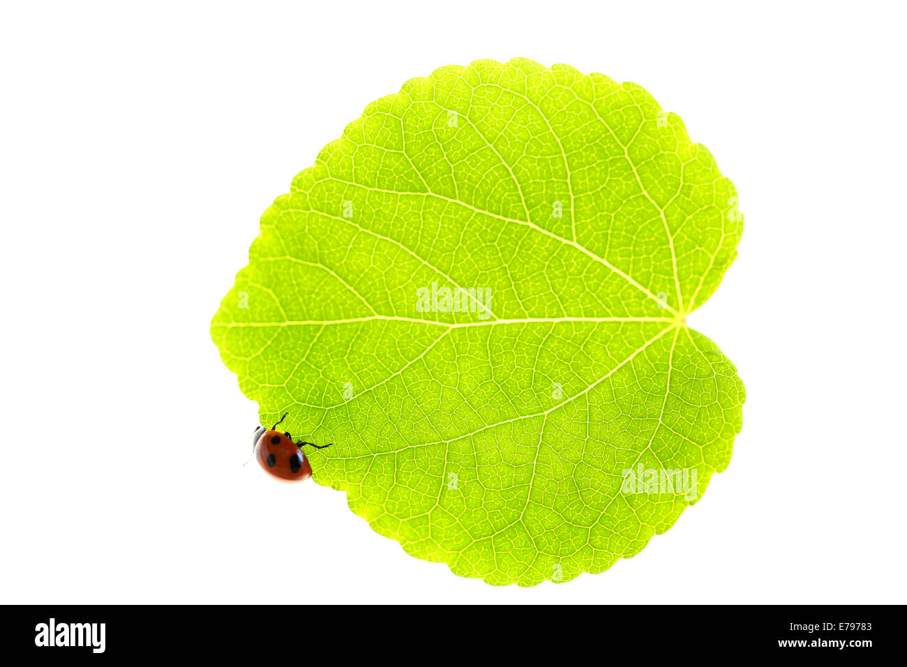 Ladybug on leaf Stock Photo - Alamy