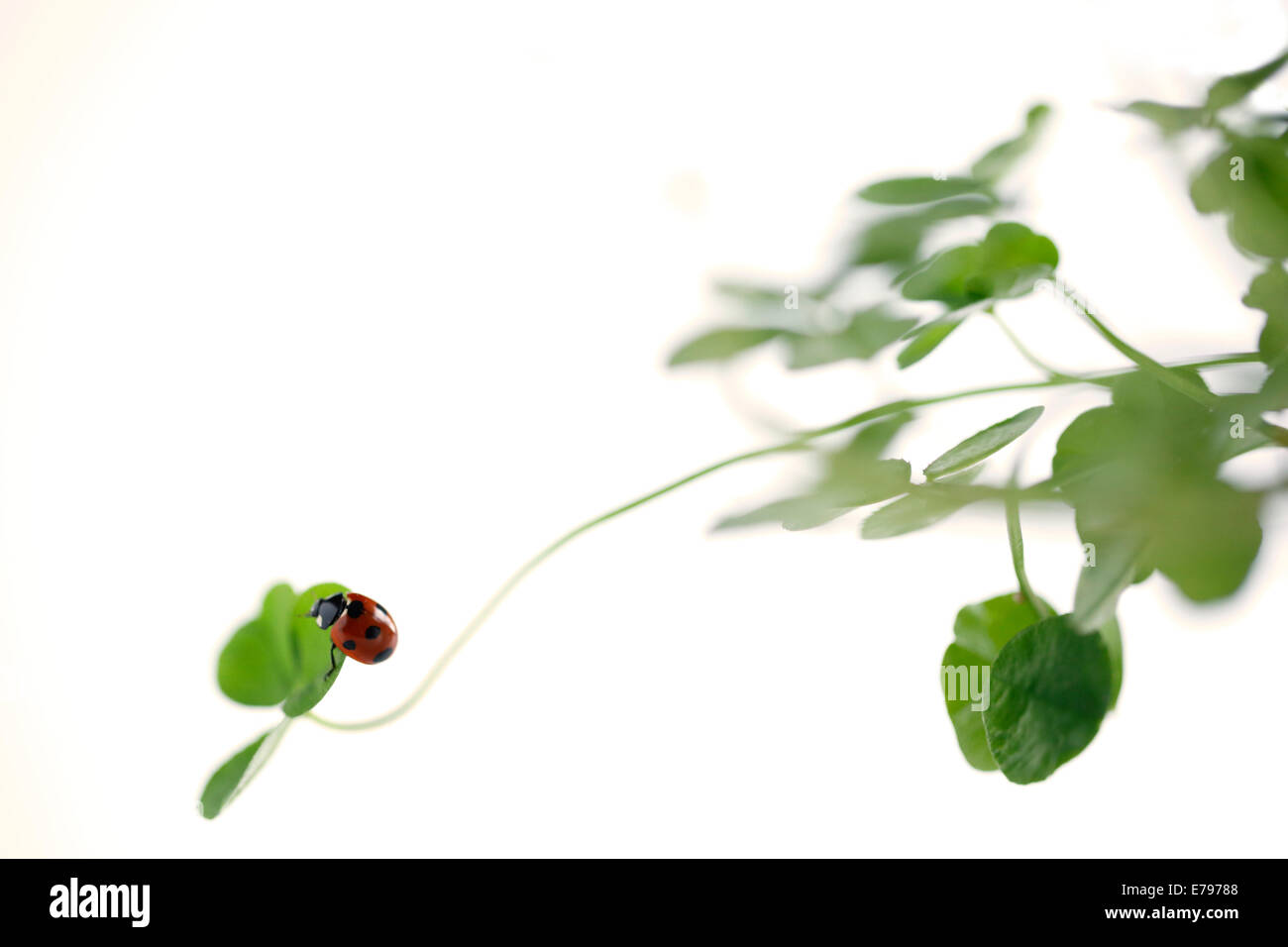 Ladybug on clover Stock Photo - Alamy