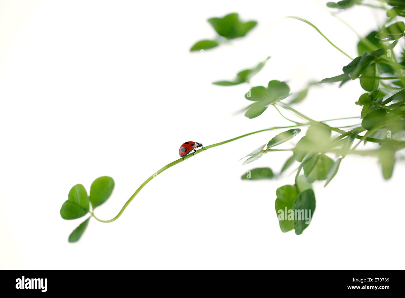 Ladybug on clover Stock Photo - Alamy