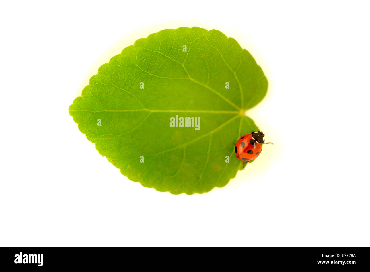 Ladybug on leaf Stock Photo - Alamy