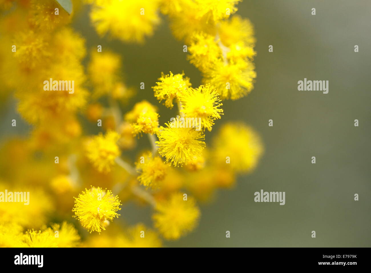 Mimosa japan hi-res stock photography and images - Alamy