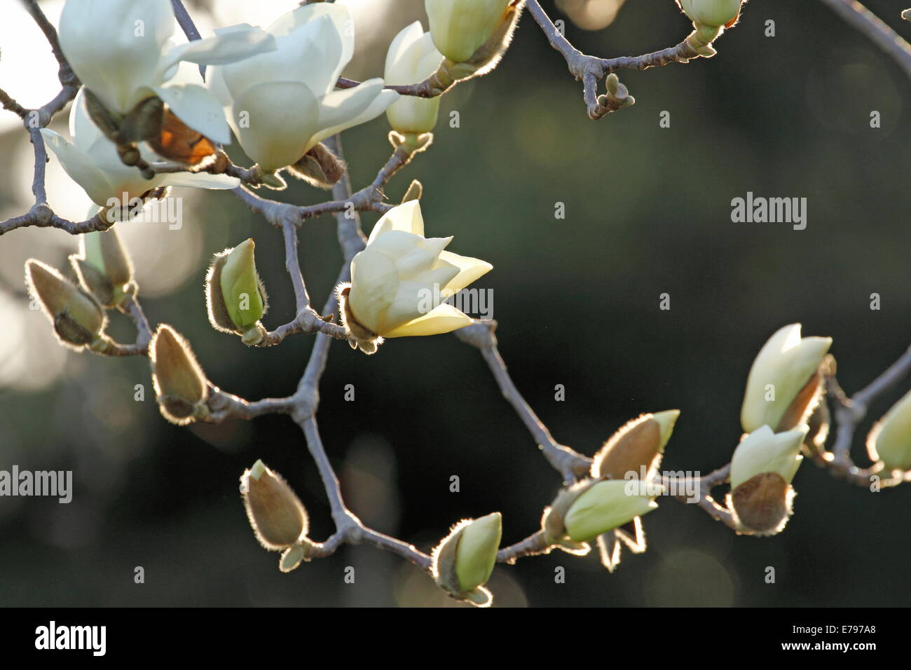 Magnolia liliiflora japan hi-res stock photography and images - Alamy