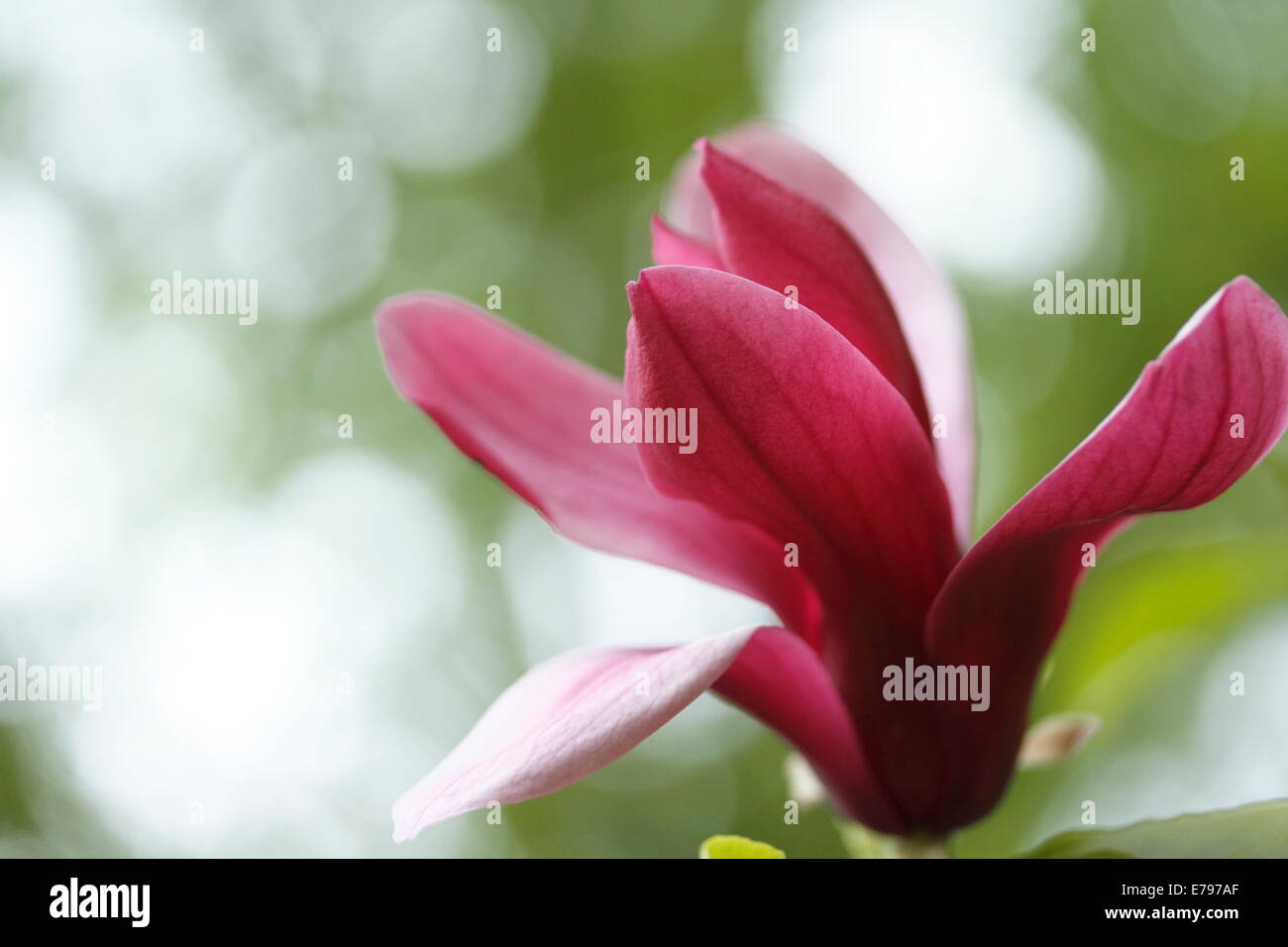 Lily magnolia magnolia liliiflora hi-res stock photography and images ...