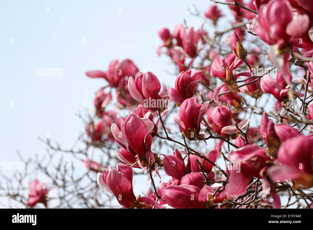 Magnolia Jane Tree High Resolution Stock Photography and Images - Alamy