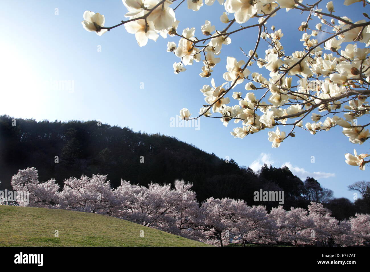 Japanese magnolia tree hi-res stock photography and images - Alamy