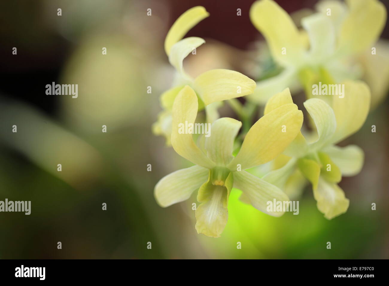 Orchid cream colored hi-res stock photography and images - Alamy