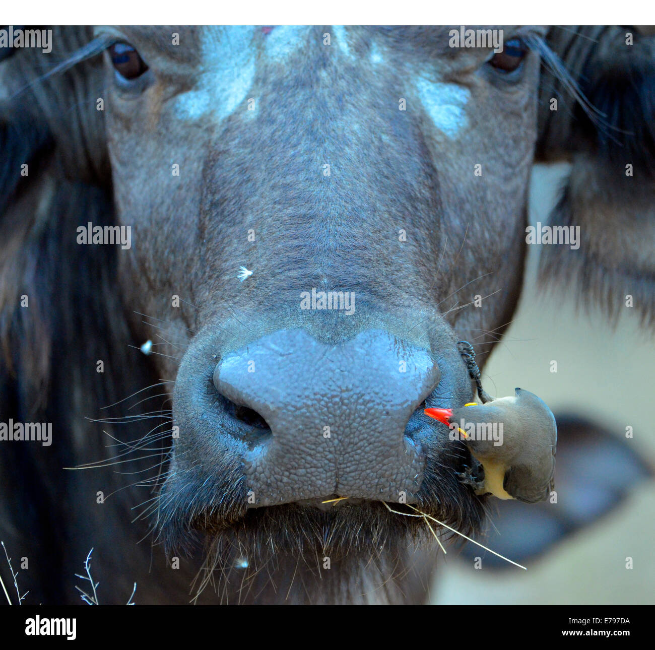 Buffalo nose hi-res stock photography and images - Alamy