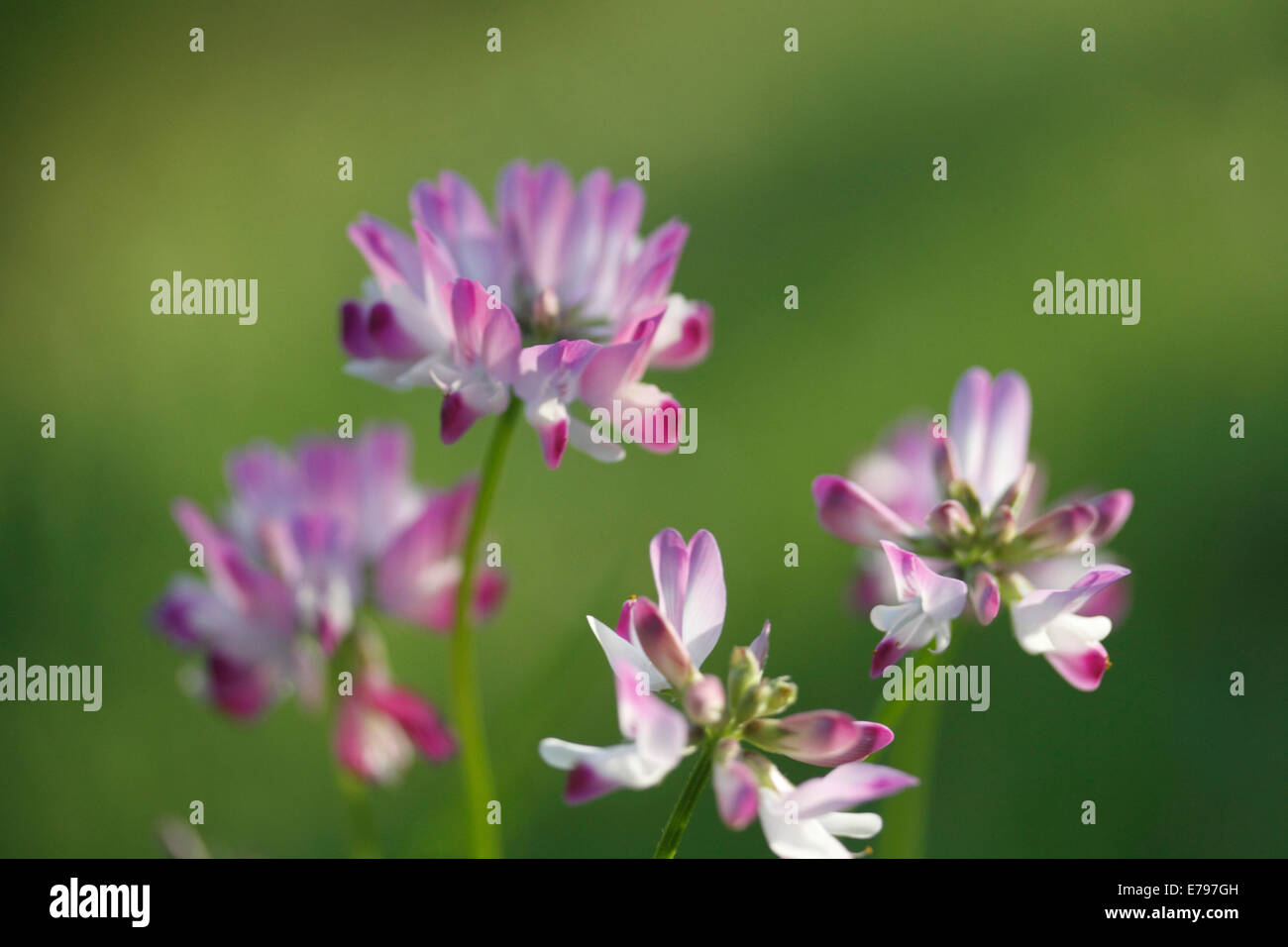 Pink Milk Vetch High Resolution Stock Photography and Images - Alamy