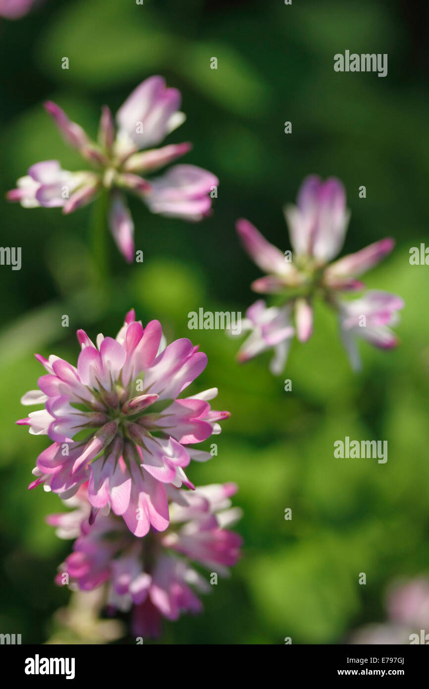 Chinese Milk Vetch Stock Photo - Alamy
