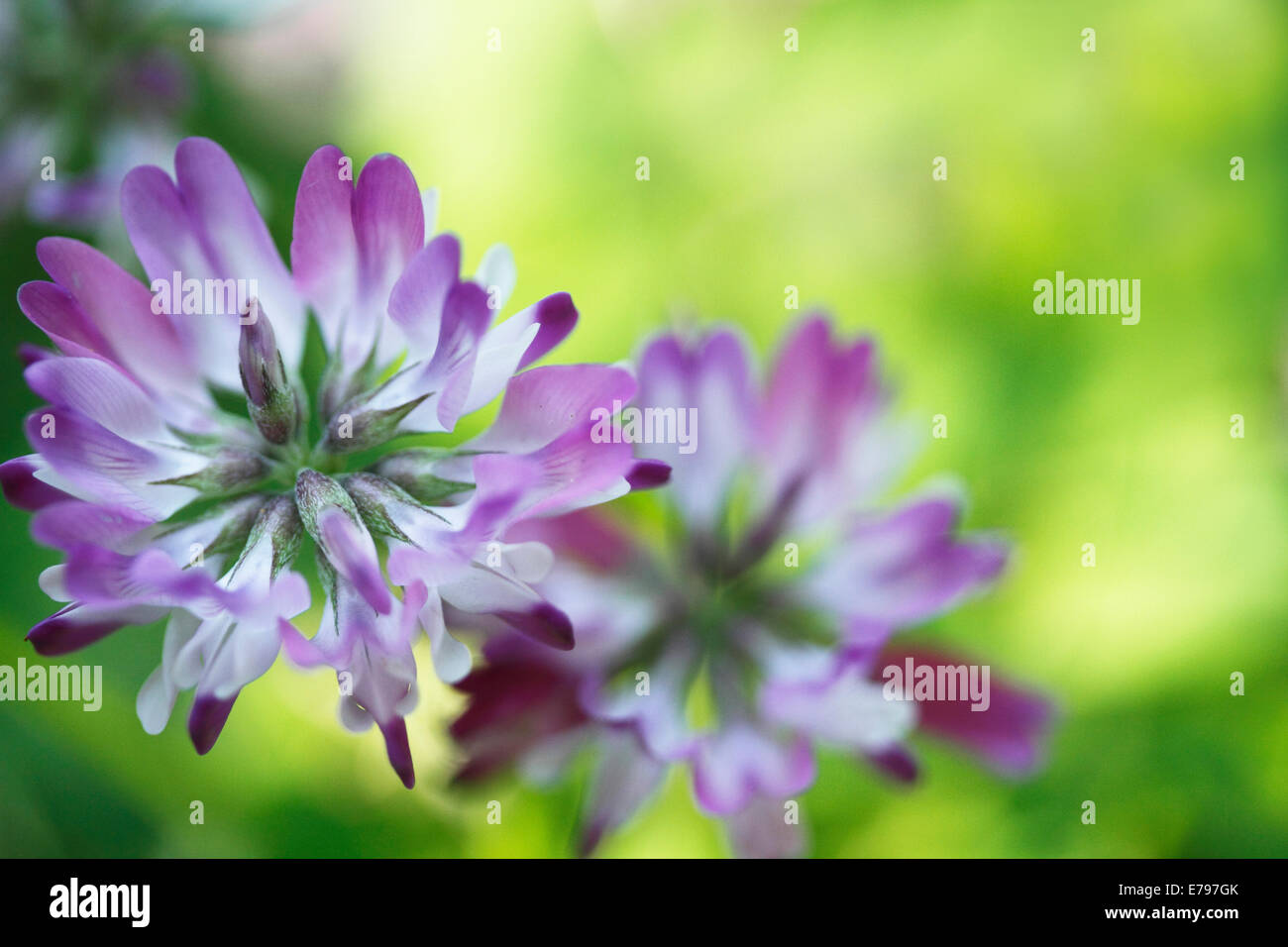 Chinese Milk Vetch Stock Photo - Alamy