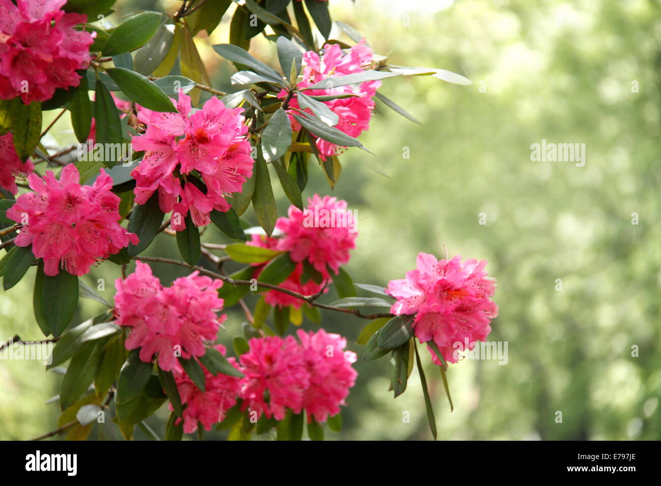 Rhododendron hymenanthes hi-res stock photography and images - Alamy