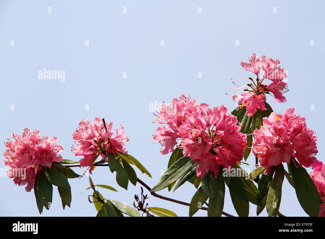 Rhododendron hymenanthes hi-res stock photography and images - Alamy