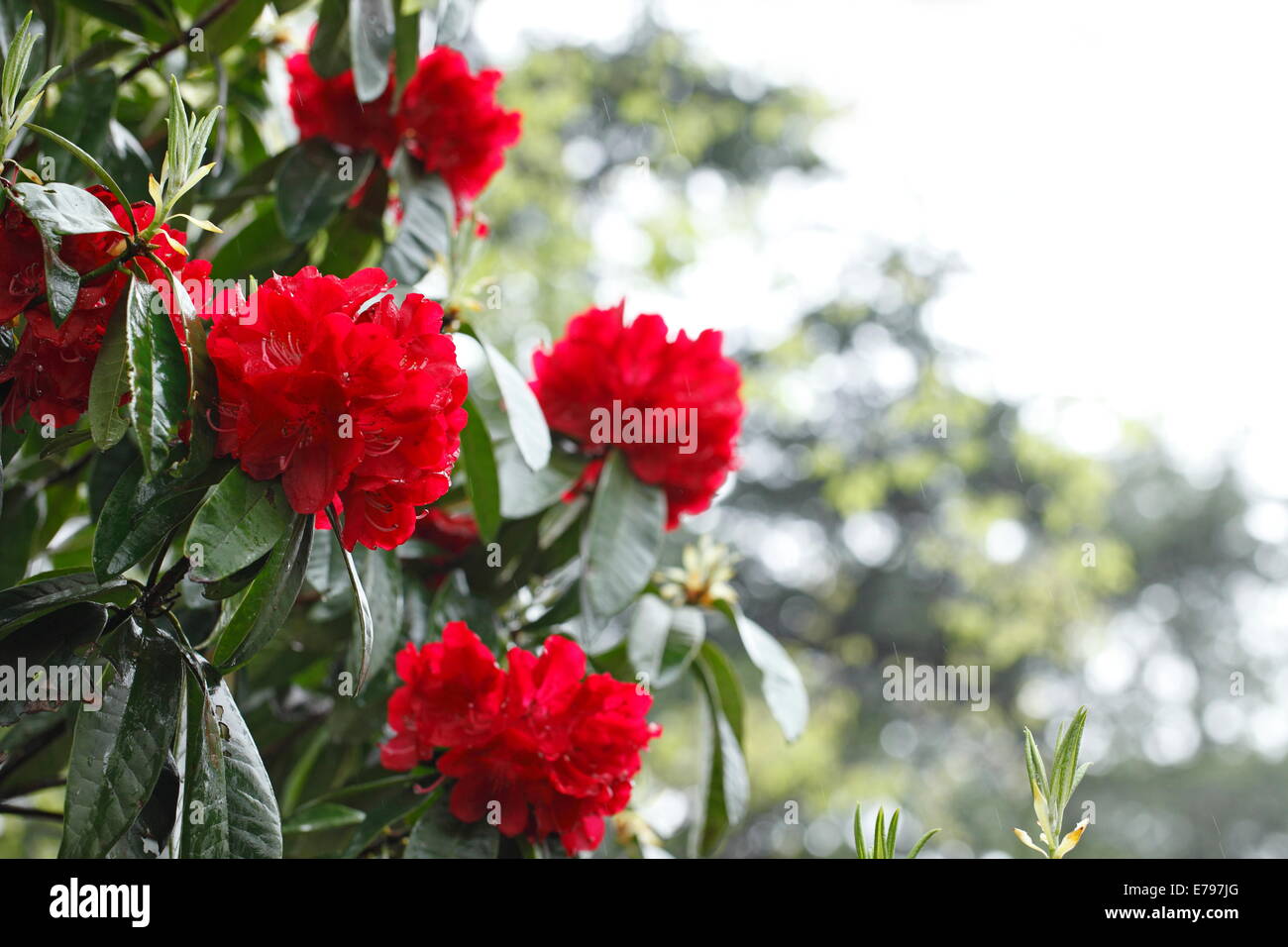 Rhododendron hymenanthes hi-res stock photography and images - Alamy