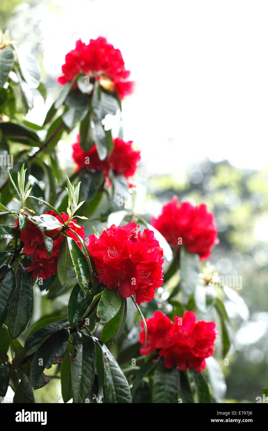 Rhododendron hymenanthes hi-res stock photography and images - Alamy