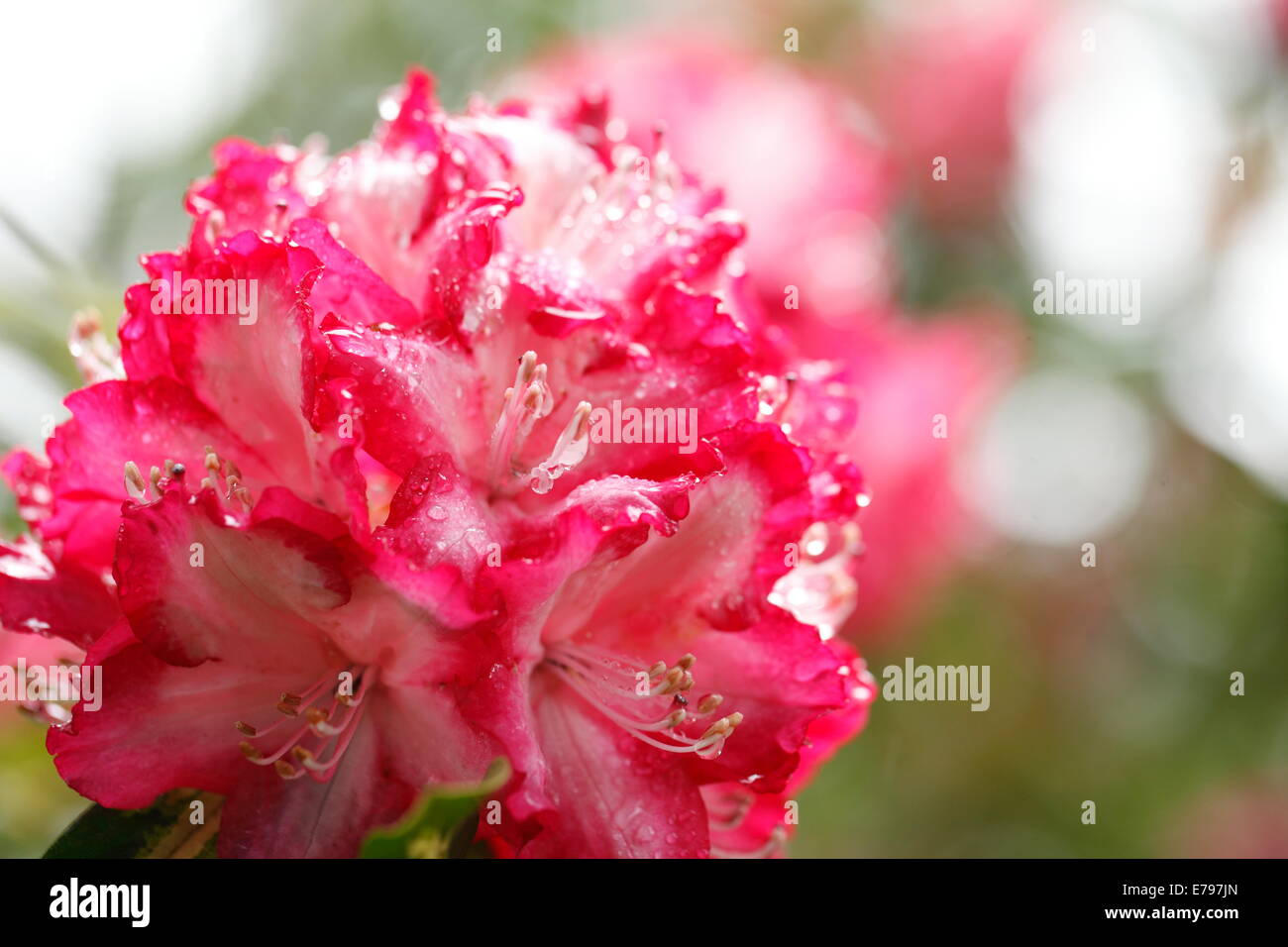 Rhododendron hymenanthes hi-res stock photography and images - Alamy