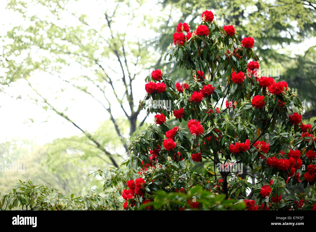 Rhododendron hymenanthes hi-res stock photography and images - Alamy