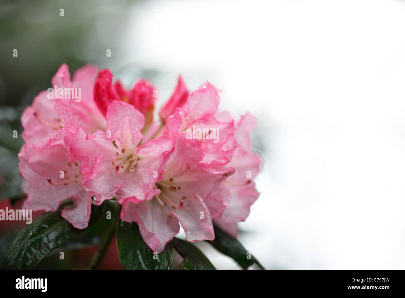 Rhododendron hymenanthes hi-res stock photography and images - Alamy