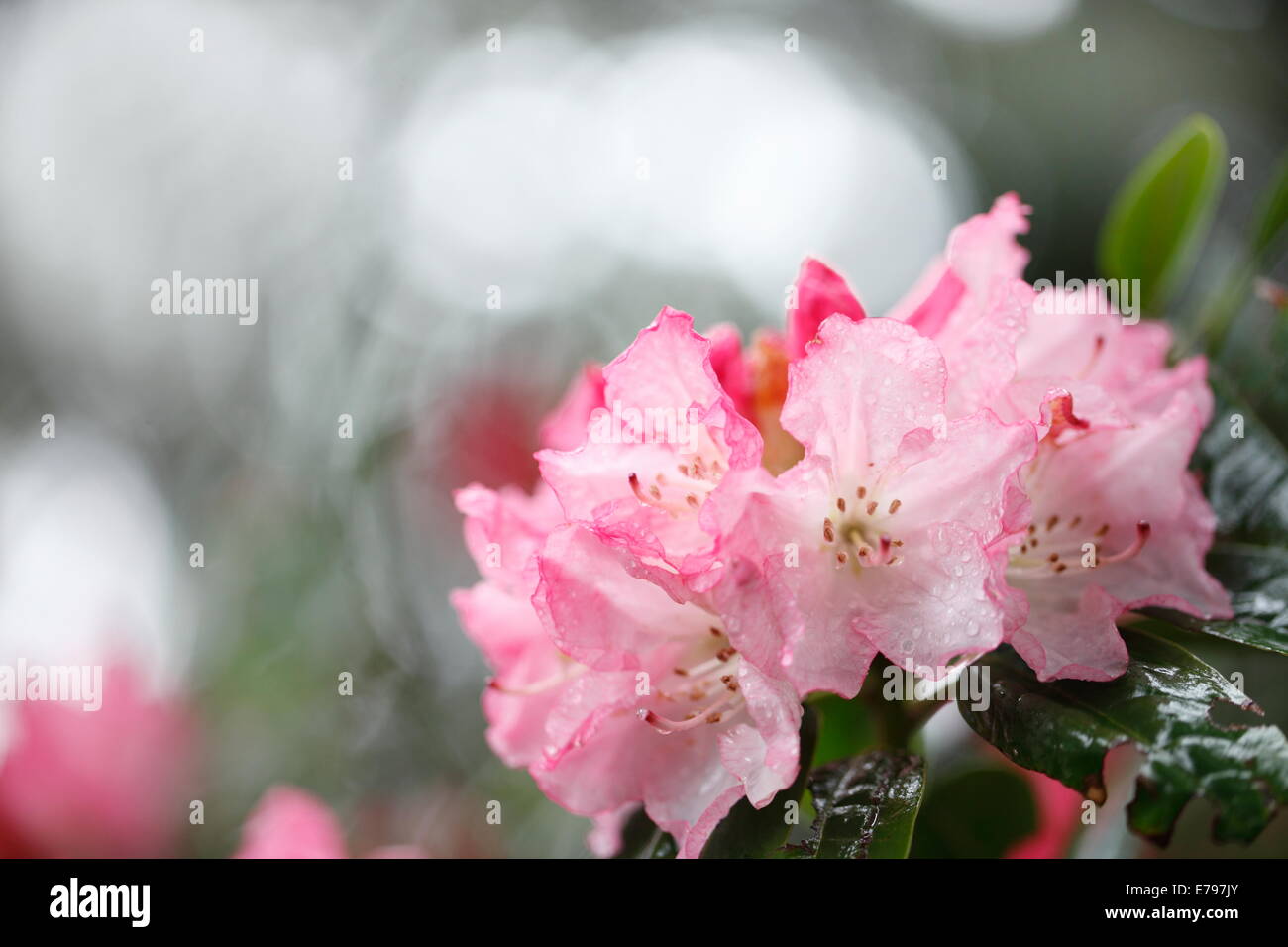 Rhododendron hymenanthes hi-res stock photography and images - Alamy
