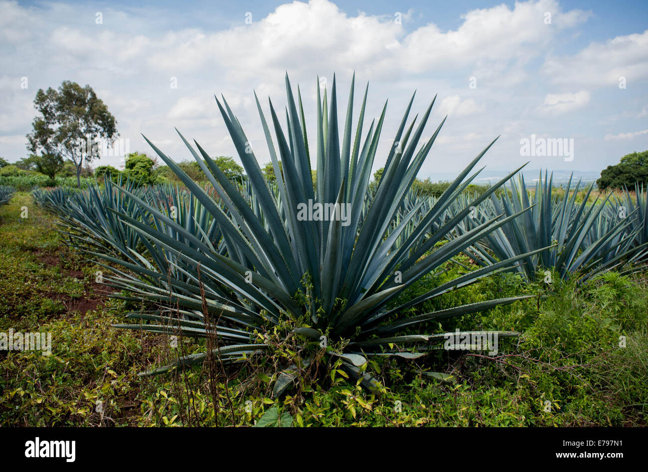 Jul 16, 2013 - Guadalajara, Jalisco, Mexico - Agave plantation. The ...