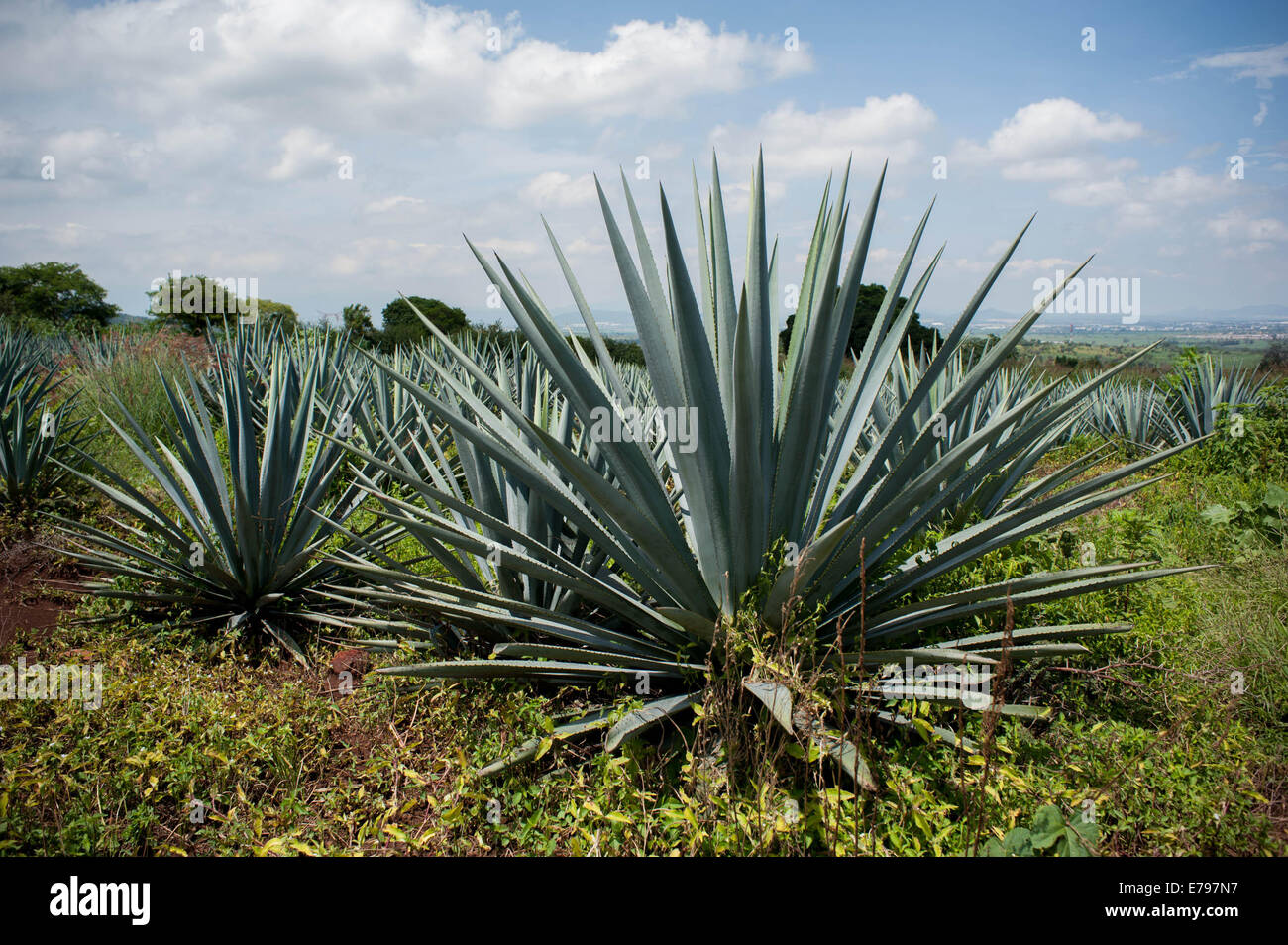 Agave plantation hi-res stock photography and images - Alamy