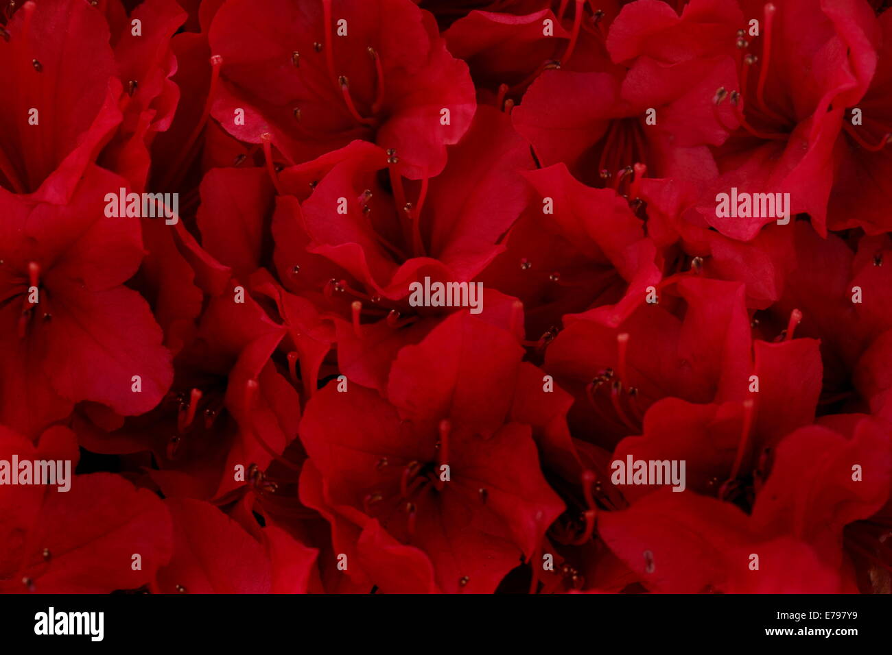 Deep Red Rhododendron High Resolution Stock Photography and Images - Alamy