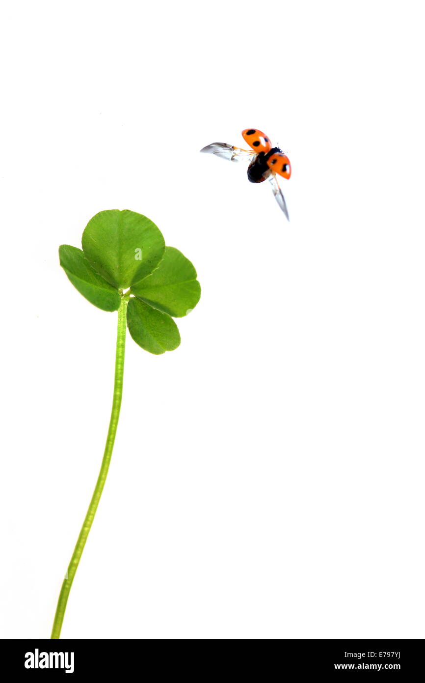 Ladybug on clover Stock Photo - Alamy