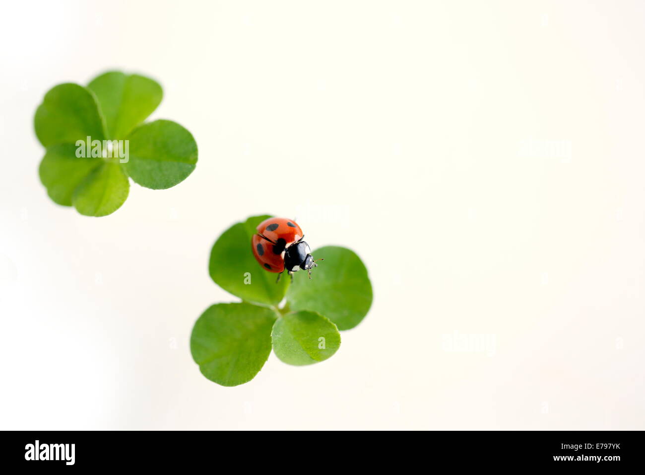 Ladybug on clover Stock Photo - Alamy