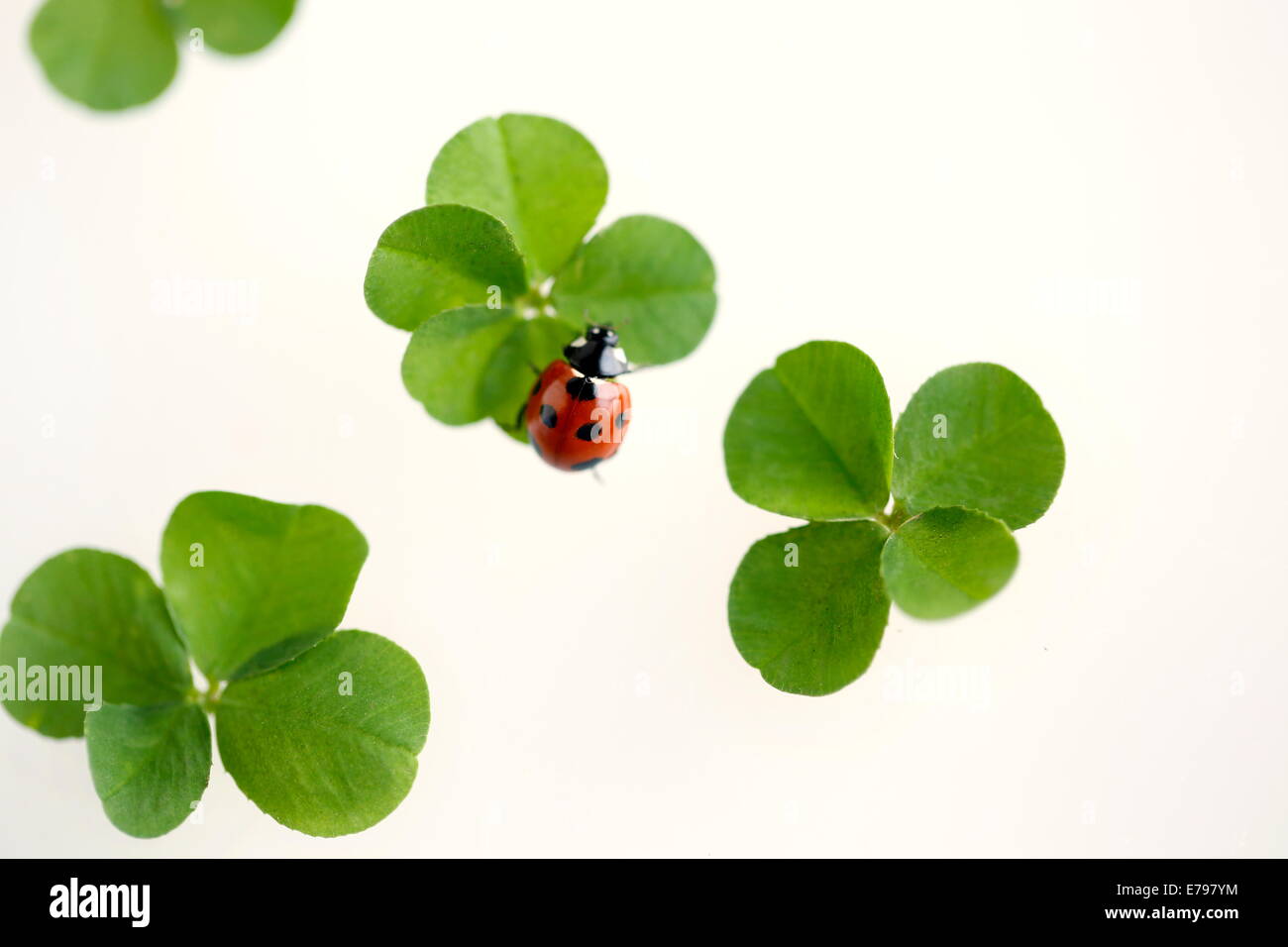 Ladybug on clover Stock Photo - Alamy